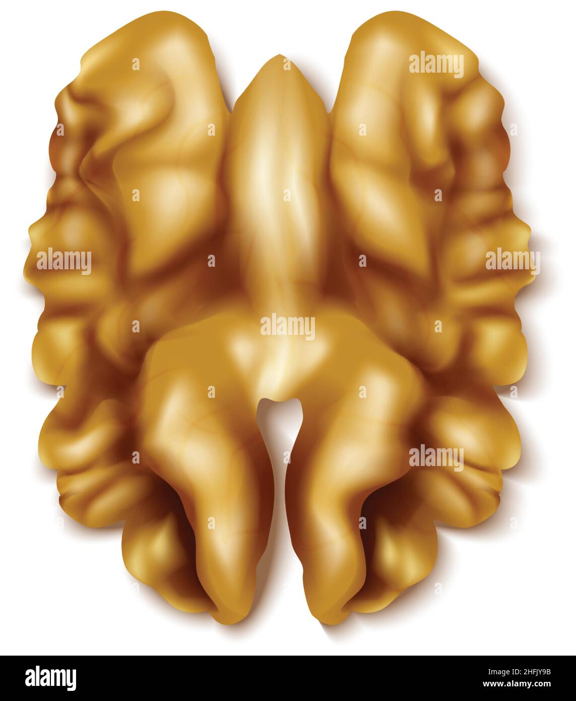 realistic vector icon. Walnuts in the shell in different shapes ...