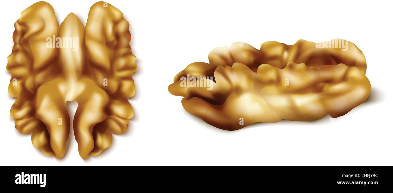 realistic vector icon. Walnuts in the shell in different shapes ...