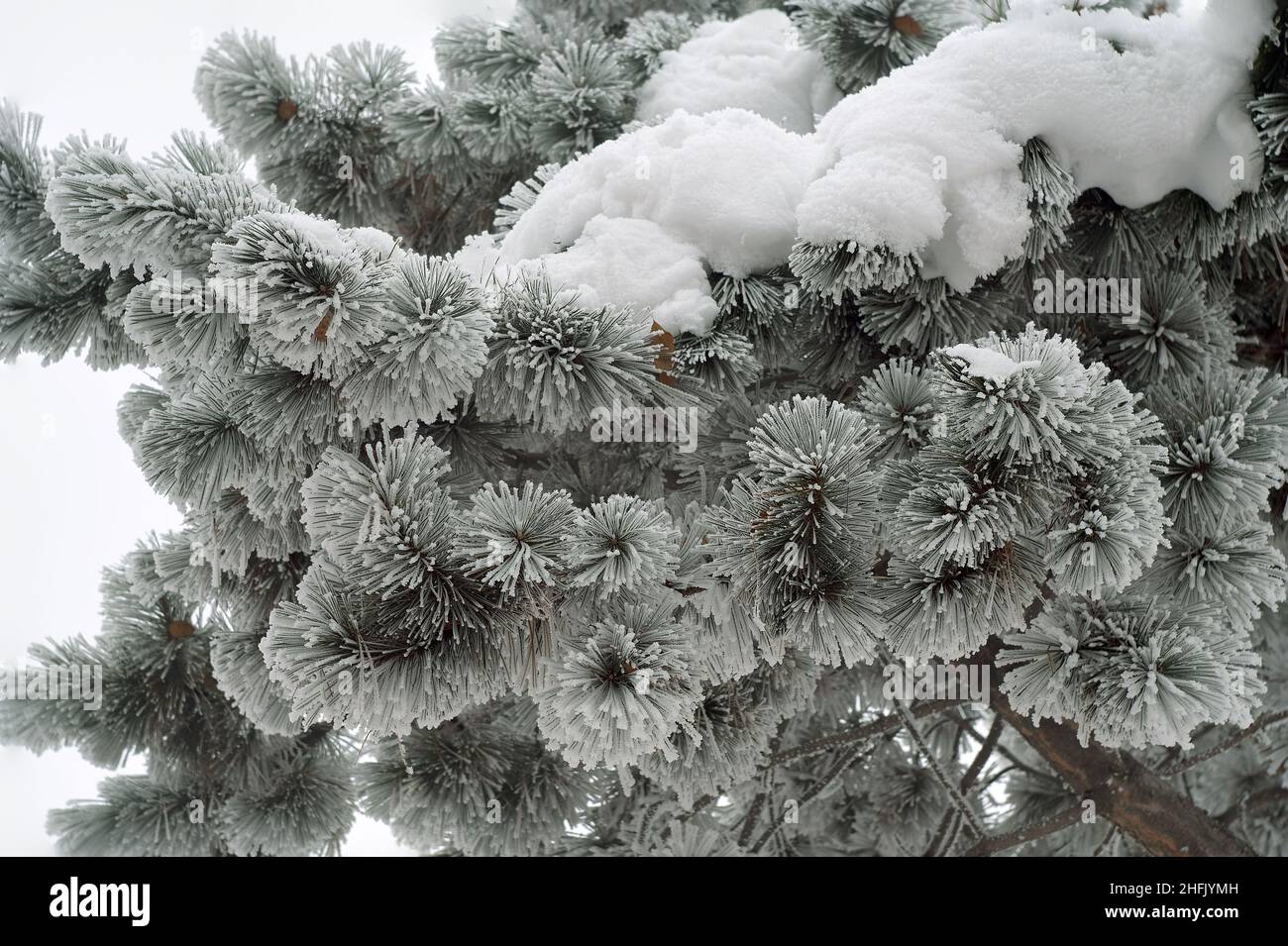 Pinus sylvestris, a pine tree with a thick layer of fresh fluffy snow ...