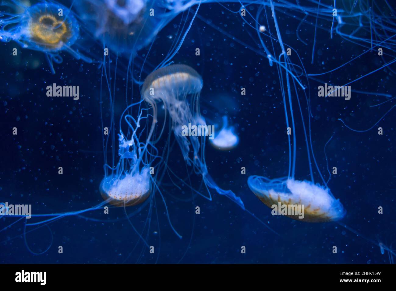 Jellyfish floating in the deep ocean. Macro view Stock Photo - Alamy
