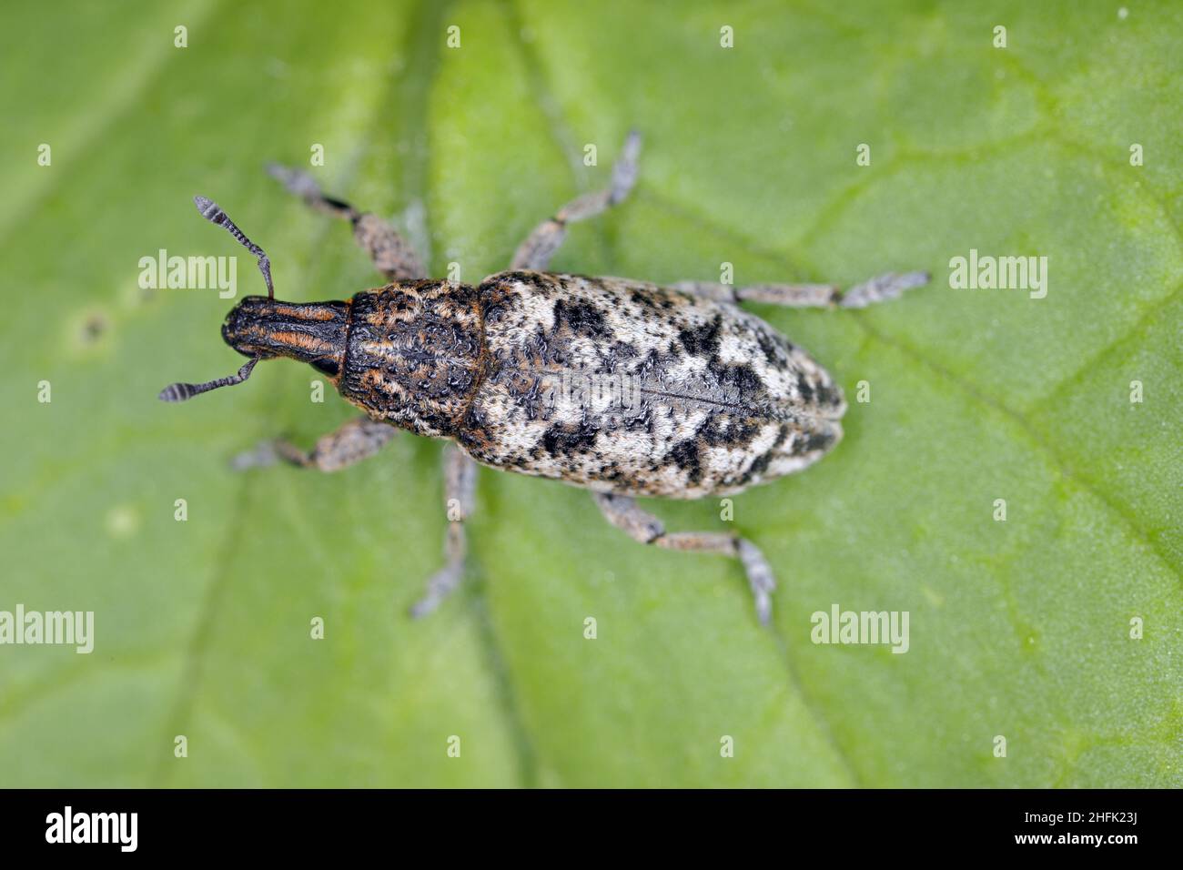 Cyphocleonus dealbatus is a species of true weevil of the family ...