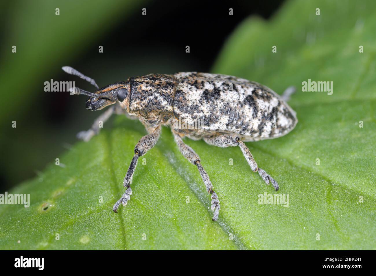 Curculionidae species hi-res stock photography and images - Alamy