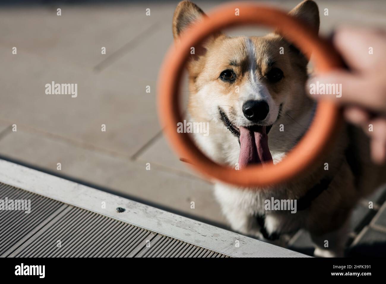 Beautiful Corgi dog. Happy pet, portrait of corgi. Pet training, dog ...