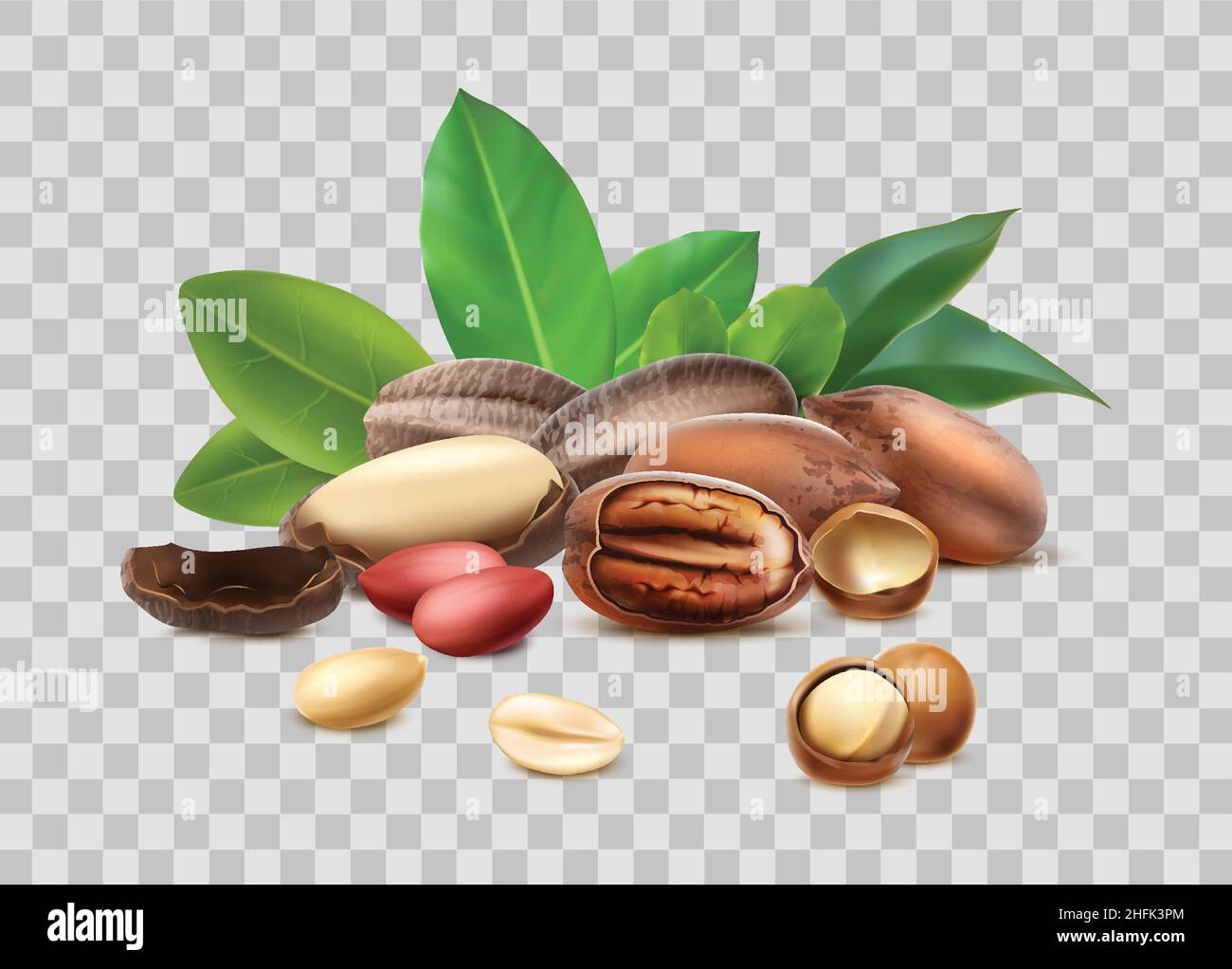 realistic vector icon. Different nut types collection. Shelled ...