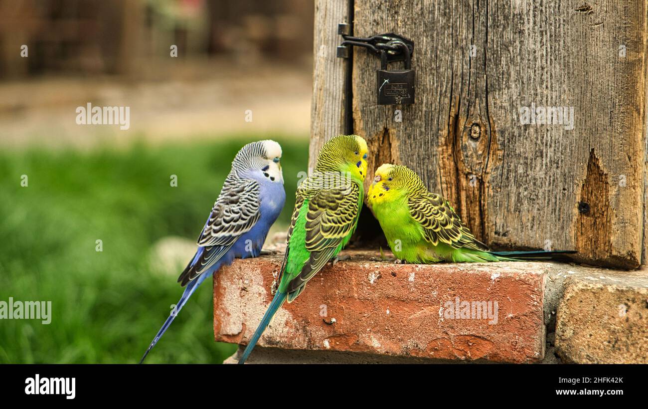 Budgies in decorative environment playing, eating and cuddling ...