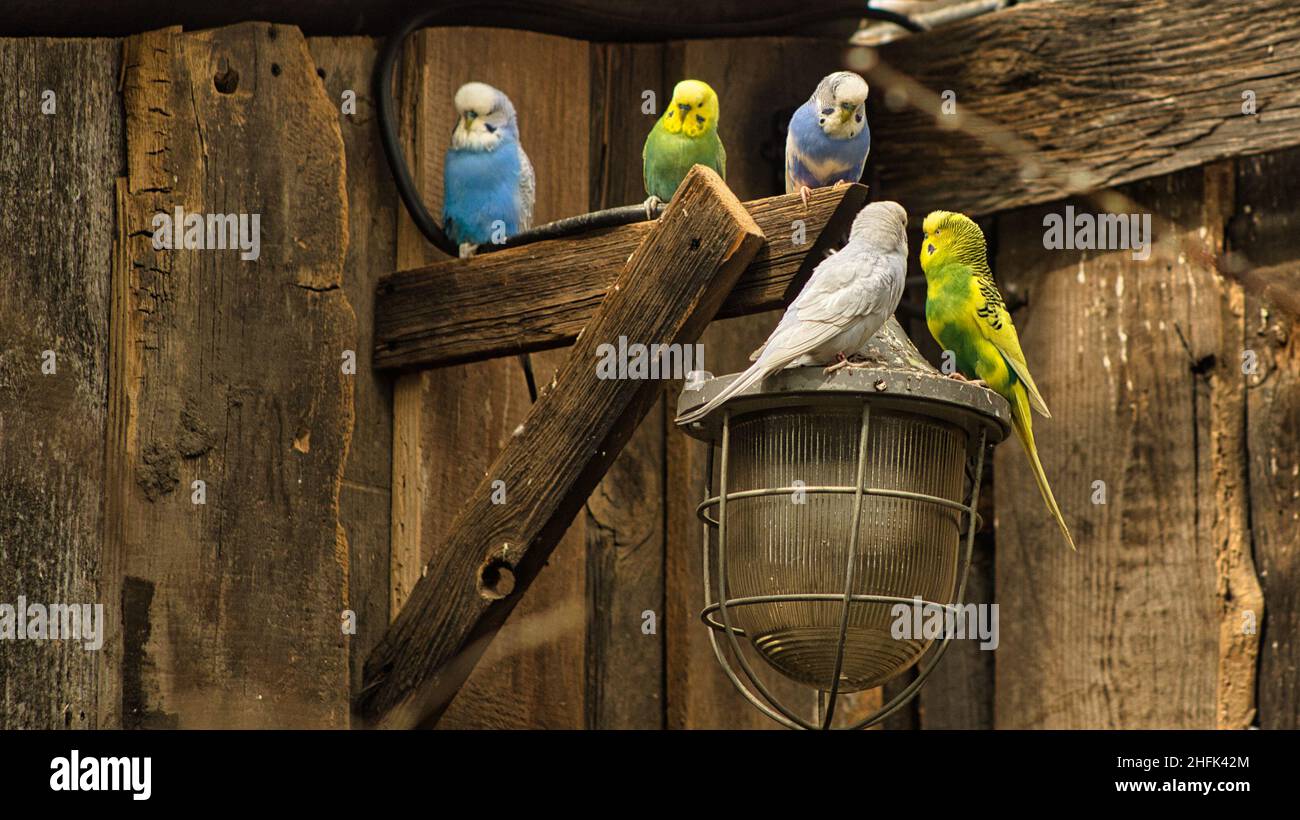 Budgies in decorative environment playing, eating and cuddling ...