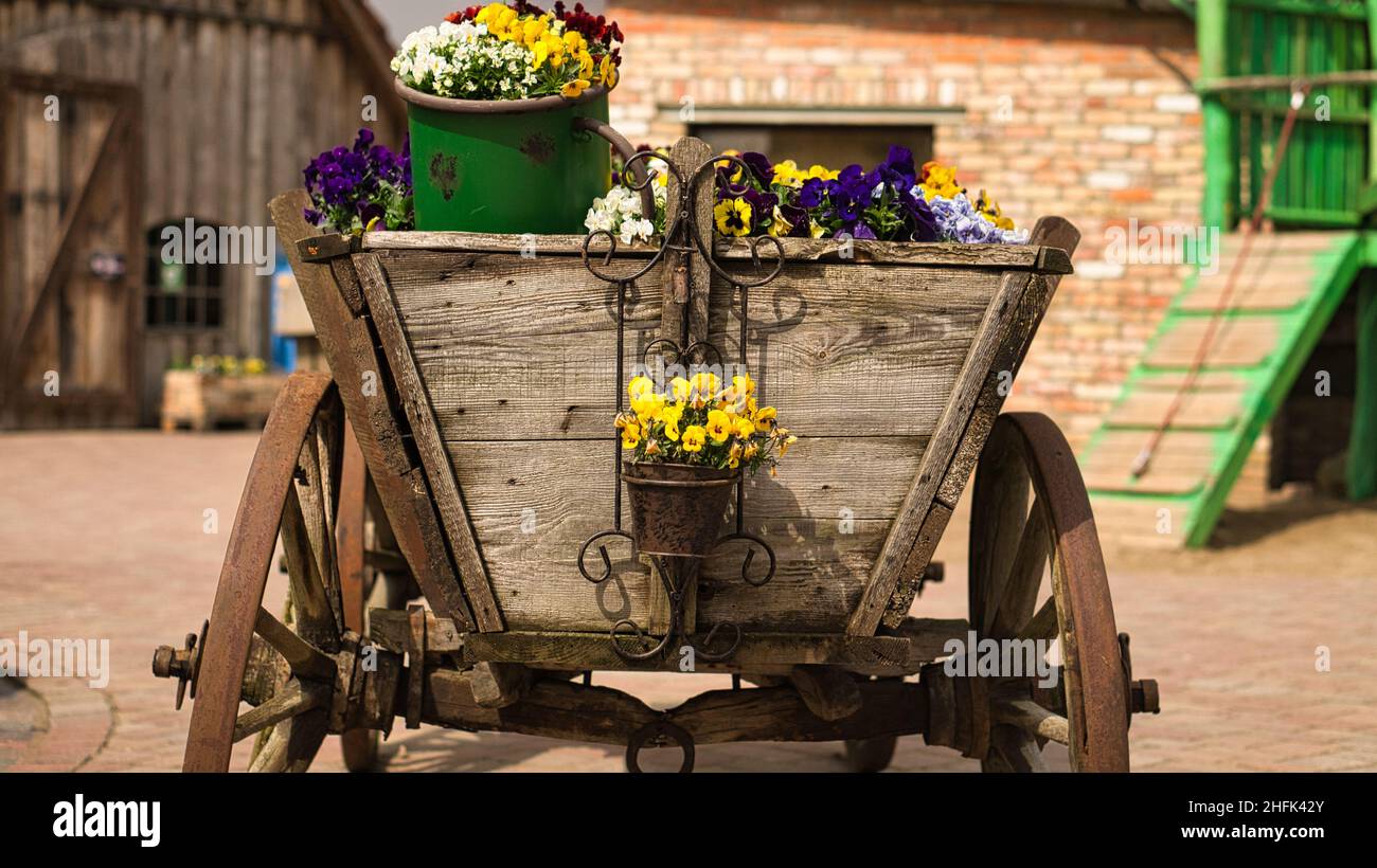 spring flowers of different varieties decoratively planted on a hay ...