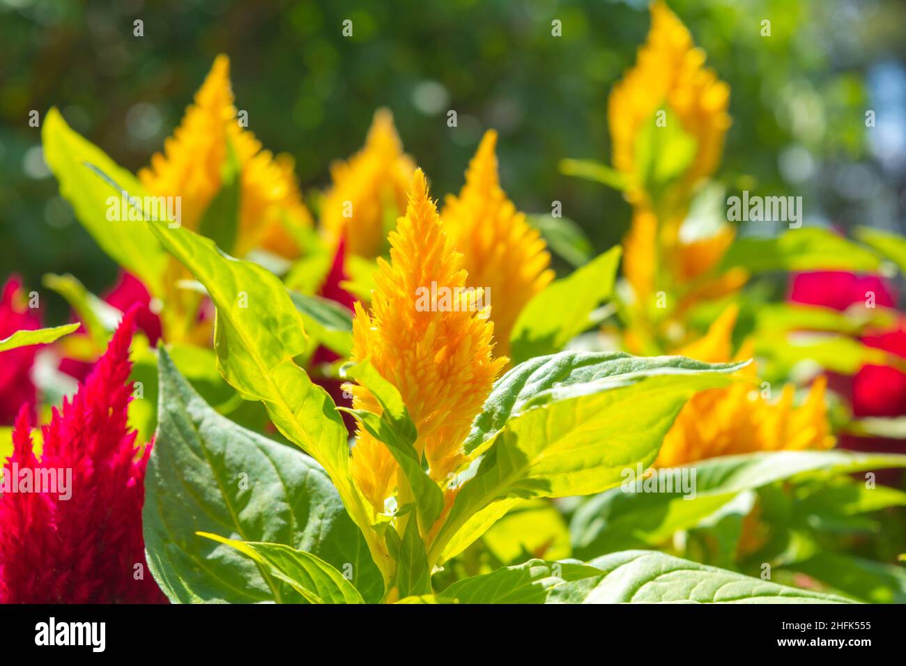 Plumed cockscomb blossom Celosia. Plumosa flower of Celosia Stock Photo ...