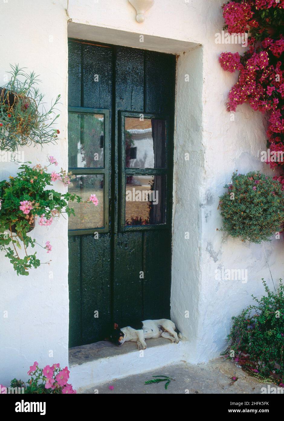 Perro dormido hi-res stock photography and images - Alamy
