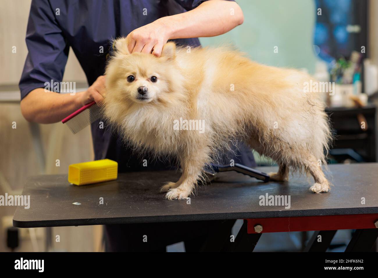 groomer combing wool of spitz in salon, grooming master cuts and shaves ...