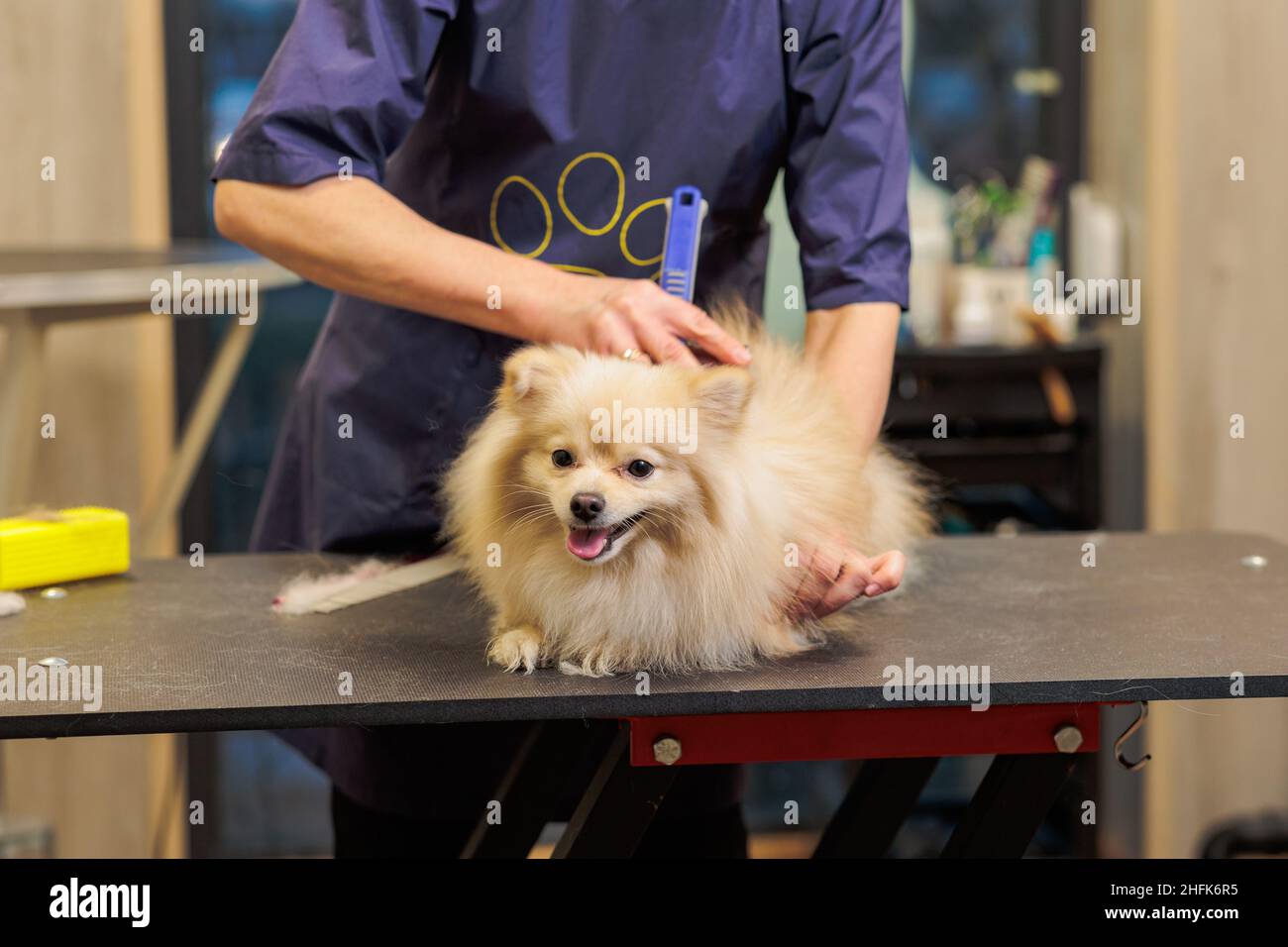groomer combing wool of spitz in salon, grooming master cuts and shaves ...
