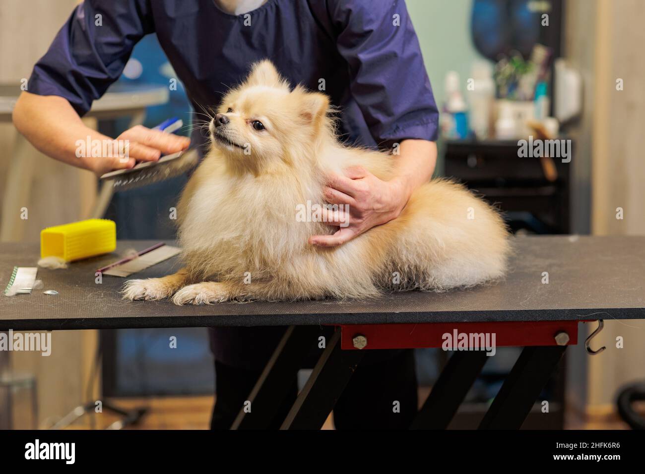 groomer combing wool of spitz in salon, grooming master cuts and shaves ...