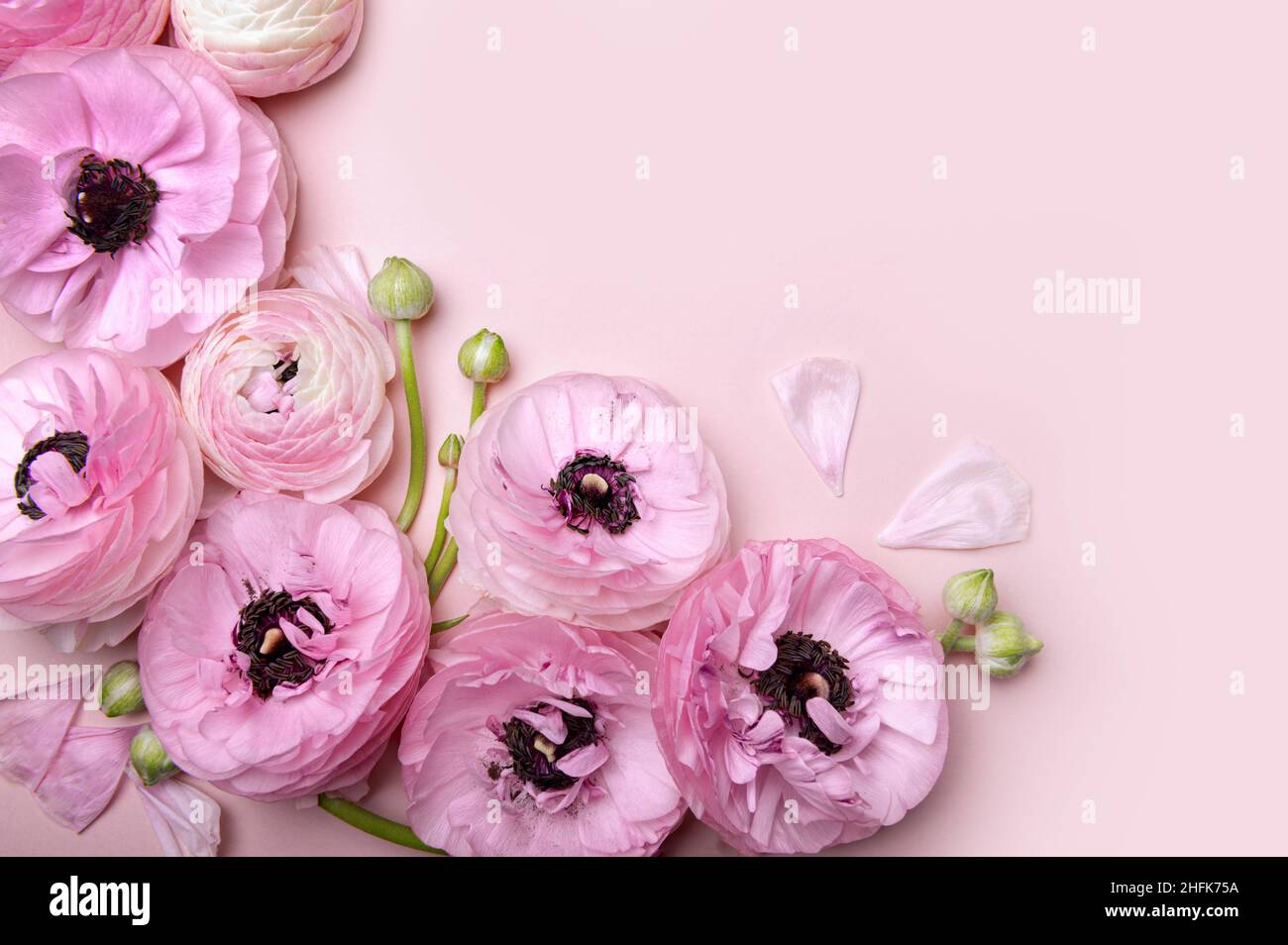 Floral arrangments of tender ranunculus flowers Stock Photo - Alamy