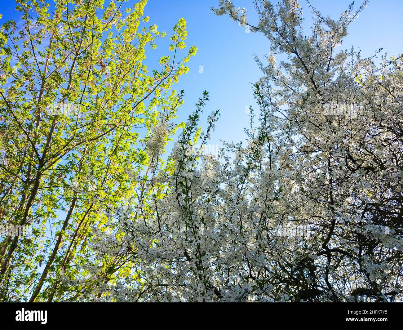 Blossoming trees on spring meadow on bright clear blue sky background ...