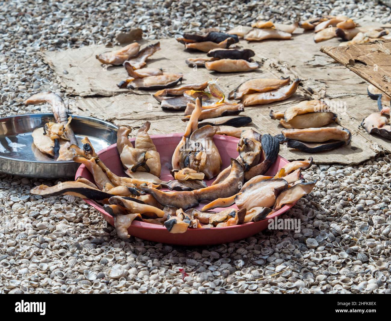 Sea shells and sea food in the box on a beach in Senegal. Africa Stock ...
