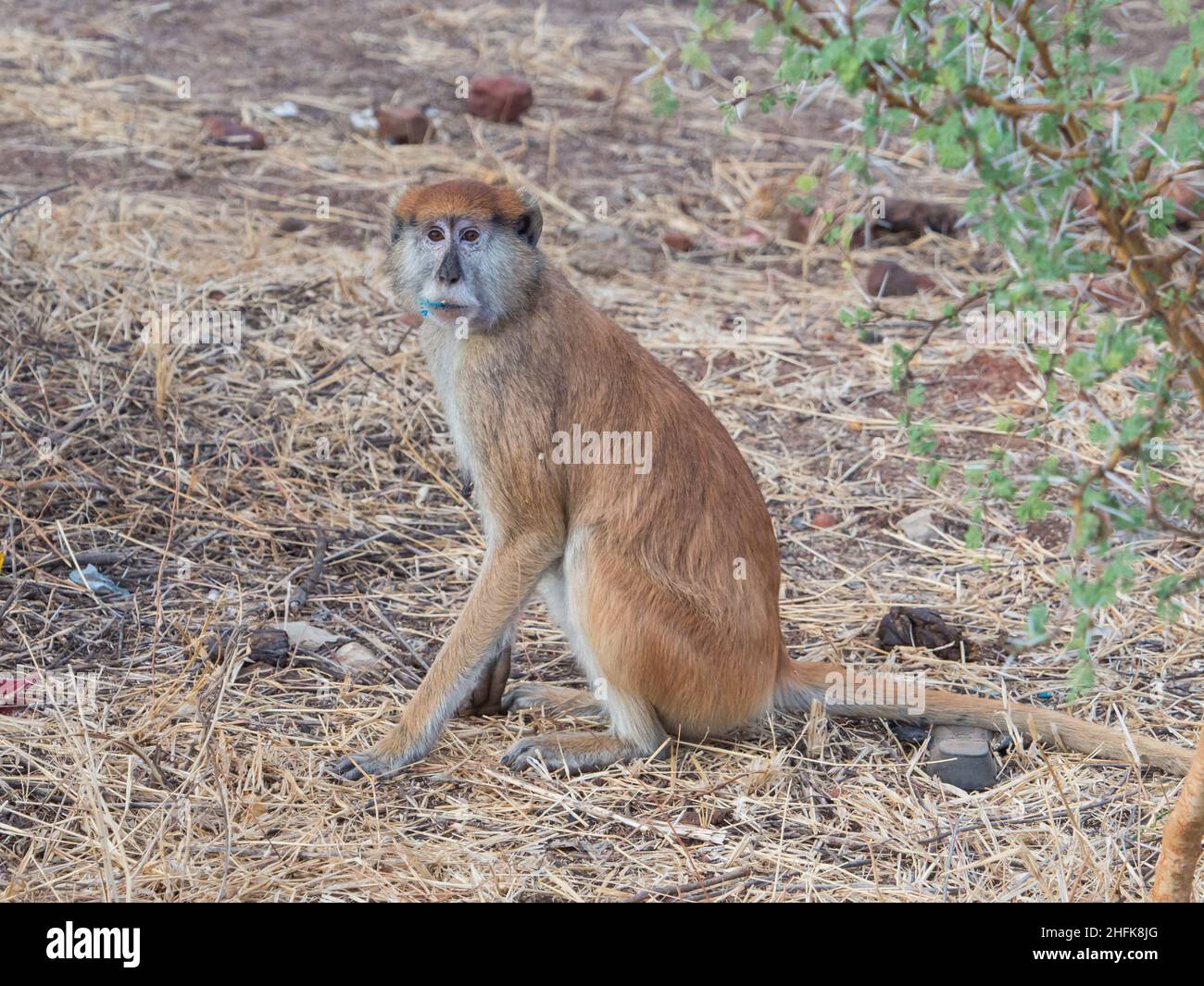 A monkey on the dry land of Africa. Senegal Stock Photo - Alamy