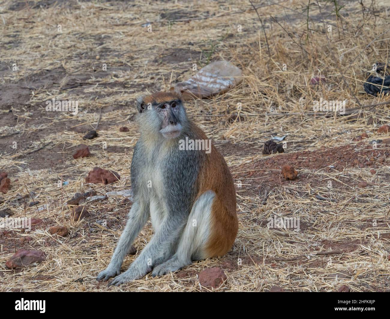 Senegal population hi-res stock photography and images - Alamy