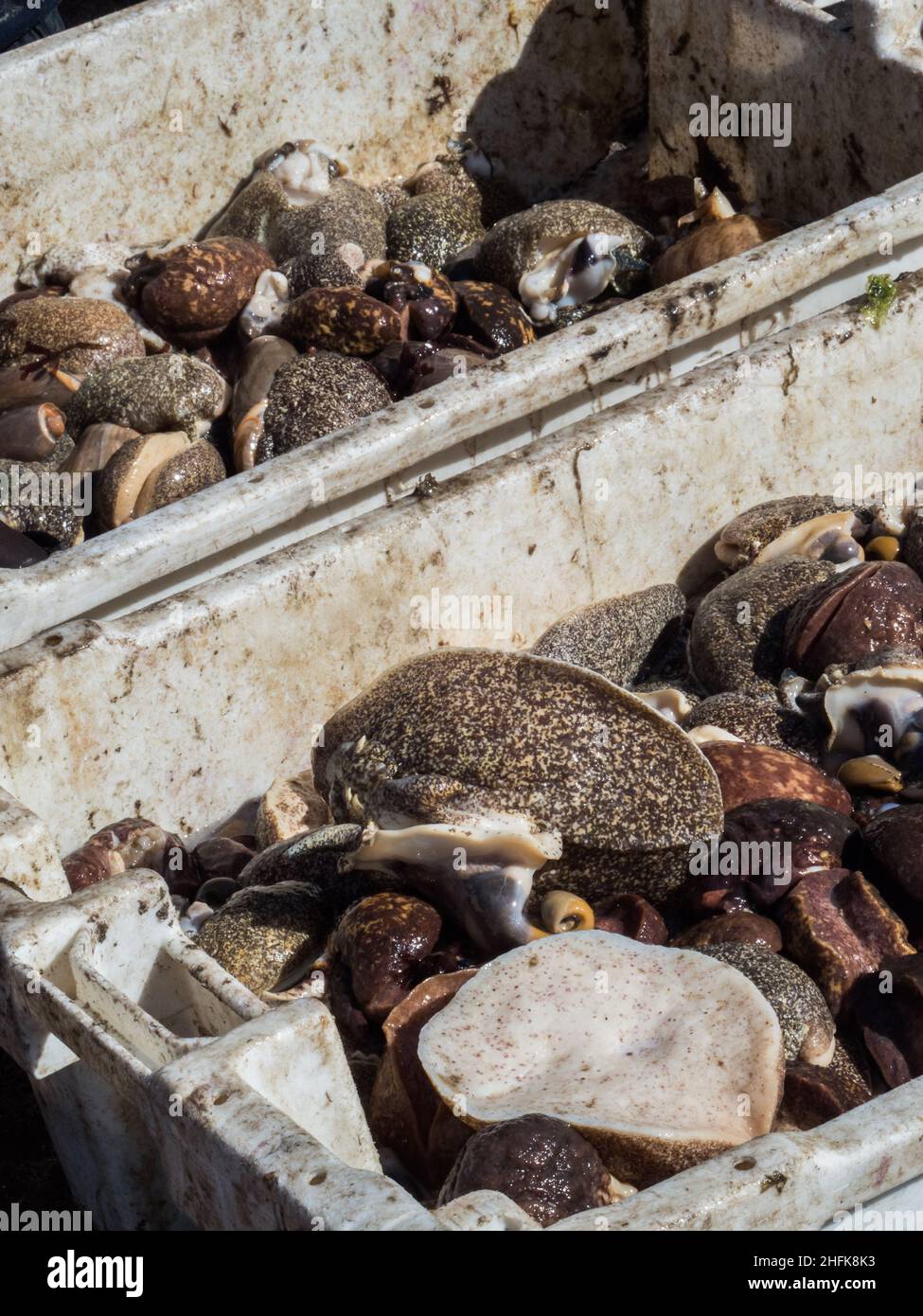 Sea shells and sea food in the box on a beach in Senegal. Africa Stock ...