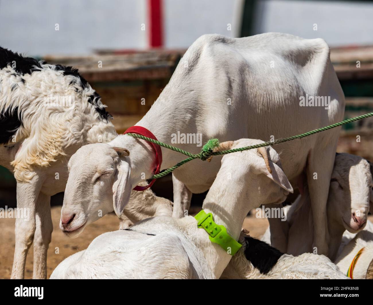 Dakar, Senegal, Feb, 2019: Everyday life in the streets of African ...