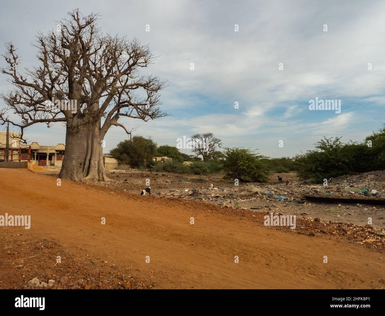 A huge baobab trees next to the red african road.Tree of happiness ...