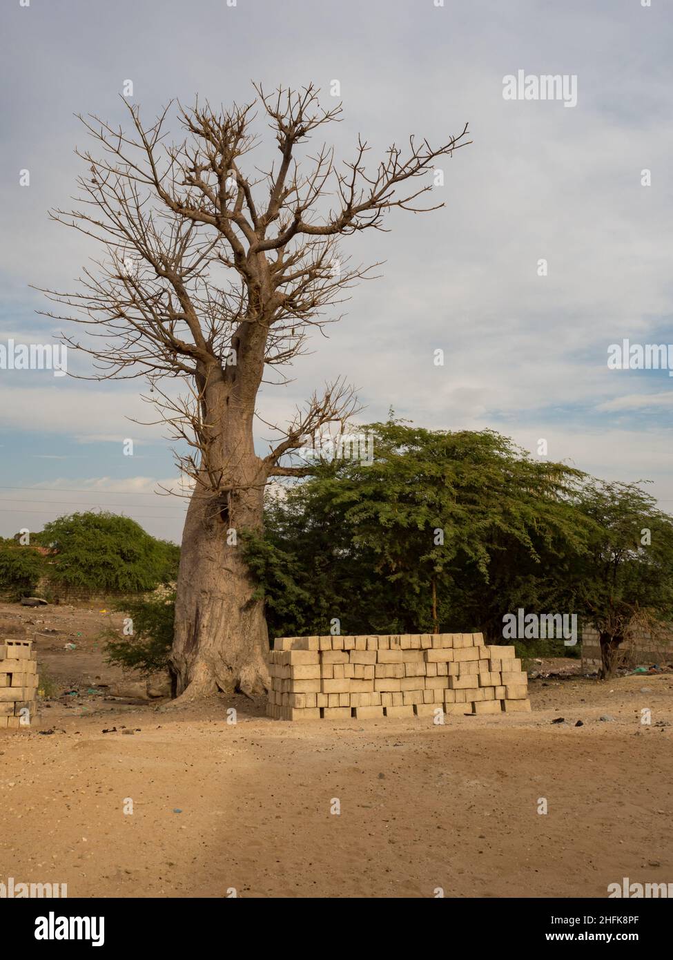 A huge baobab trees next to the red african road.Tree of happiness ...