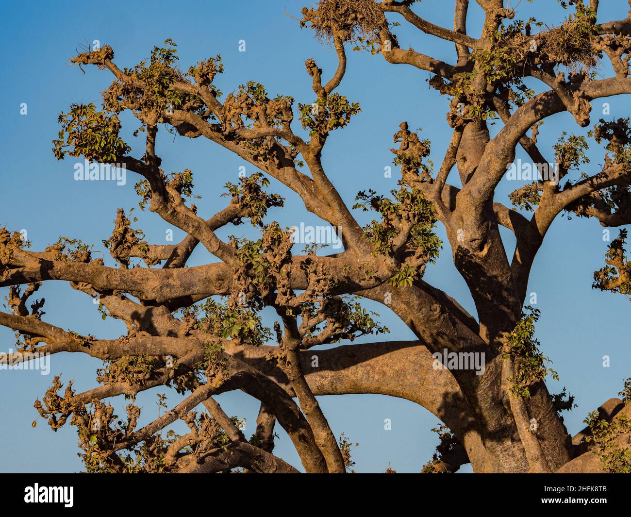 Huge baobab tree at sunset. Tree of happiness, Senegal. Africa Stock ...