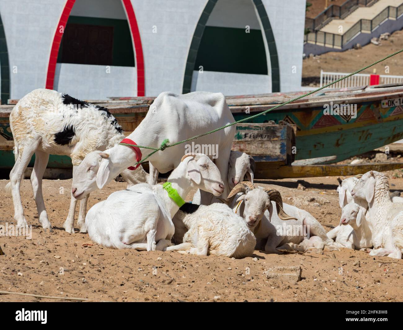 Side of goat hi-res stock photography and images - Alamy