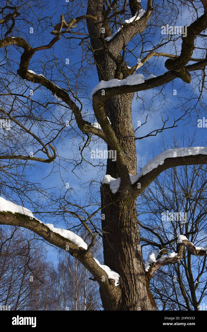 snow-covered oak tree in forest Stock Photo - Alamy