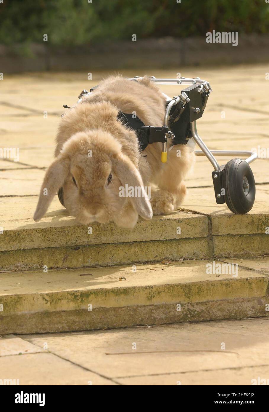 Doggon wheels hi-res stock photography and images - Alamy