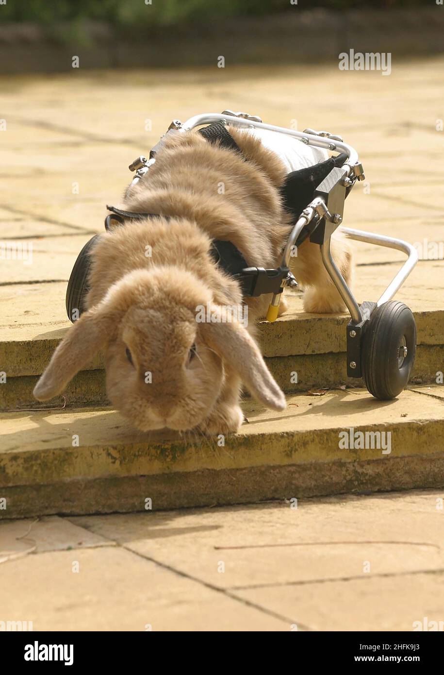 A rabbit which due to non functioning back legs has had wheels added to ...