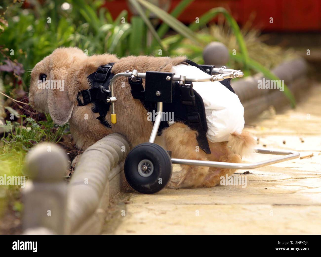 A rabbit which due to non functioning back legs has had wheels added to ...