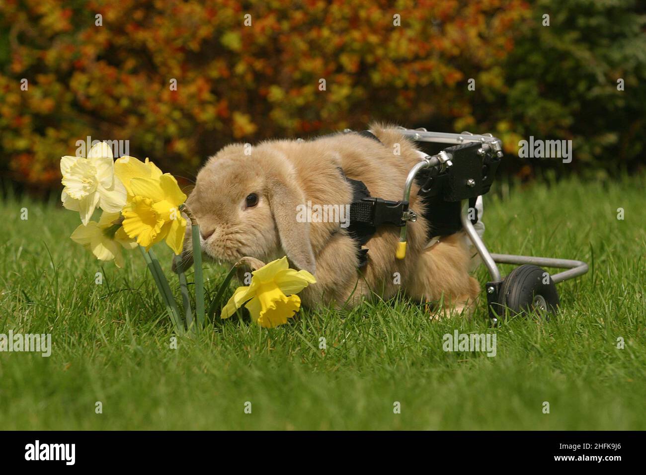 Doggon wheels hi-res stock photography and images - Alamy