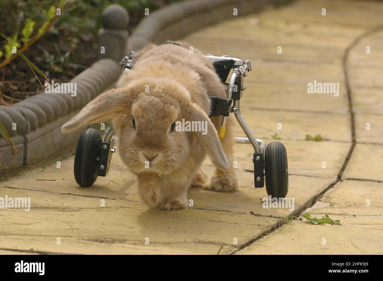 Doggon wheels hi-res stock photography and images - Alamy