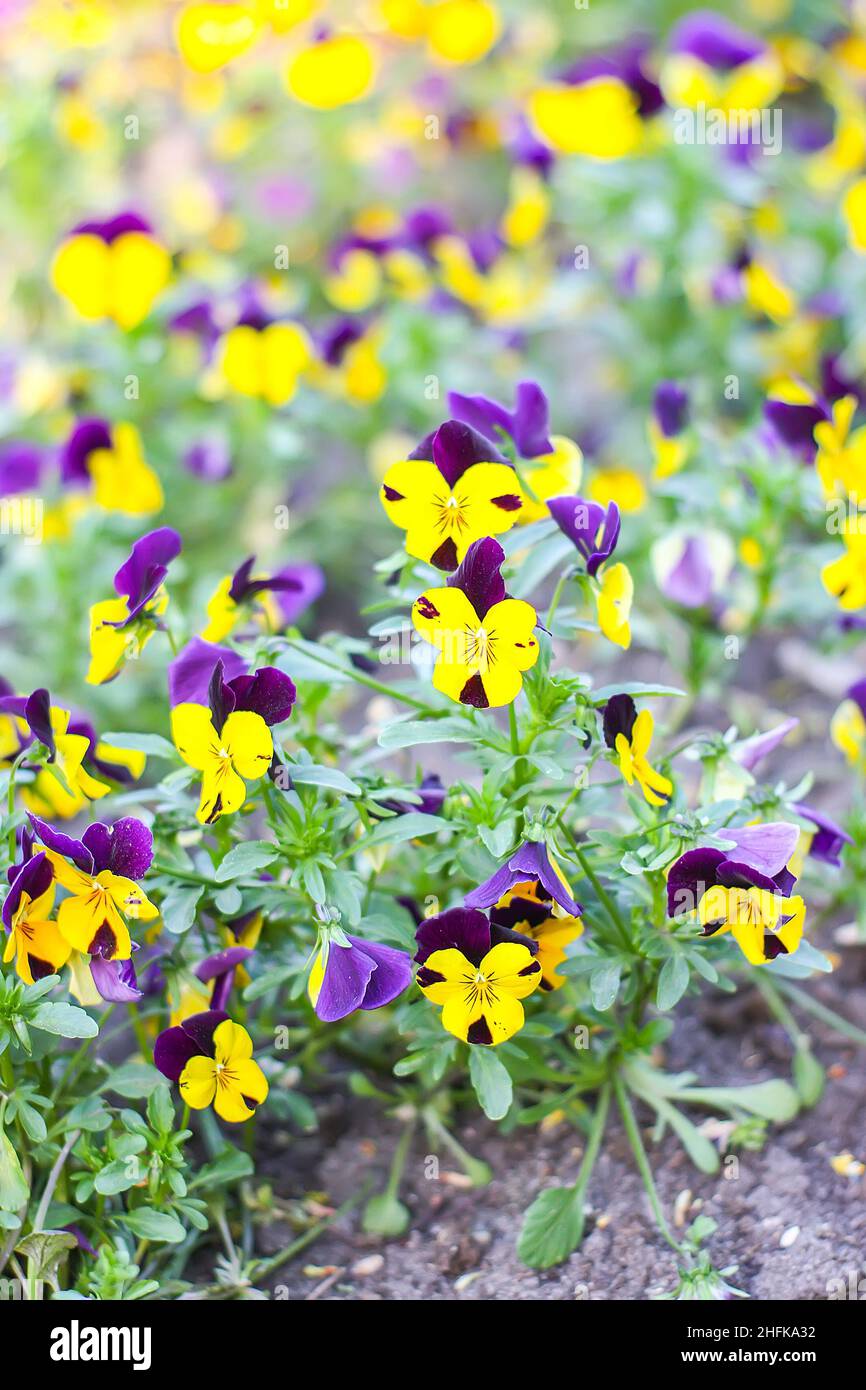 Violet and yellow pancies growing in summer park. The garden pancy ...