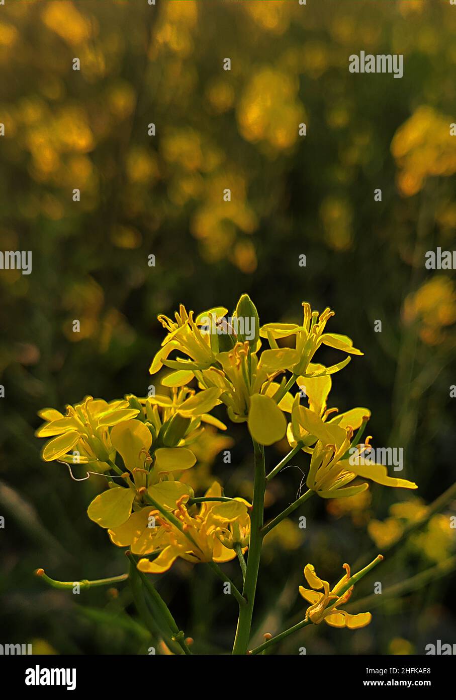 Mustard flower/Mustard field/plant/Vasant Panchami/Spring/India Stock ...