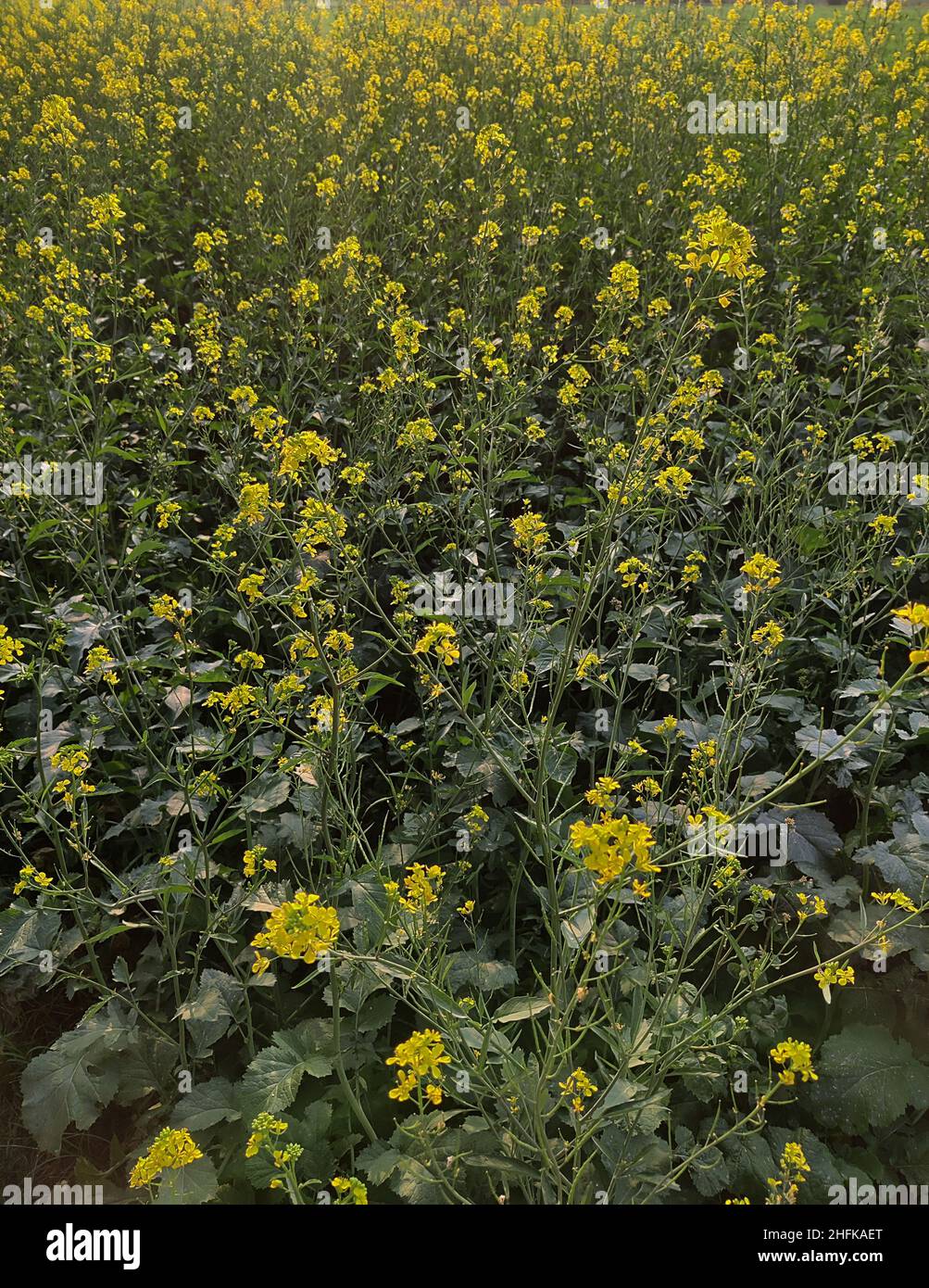 Mustard flower/Mustard field/plant/Vasant Panchami/Spring/India Stock ...