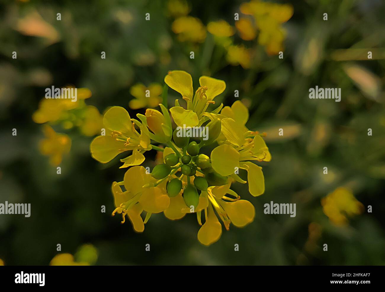 Mustard flower/Mustard field/plant/Vasant Panchami/Spring/India Stock ...