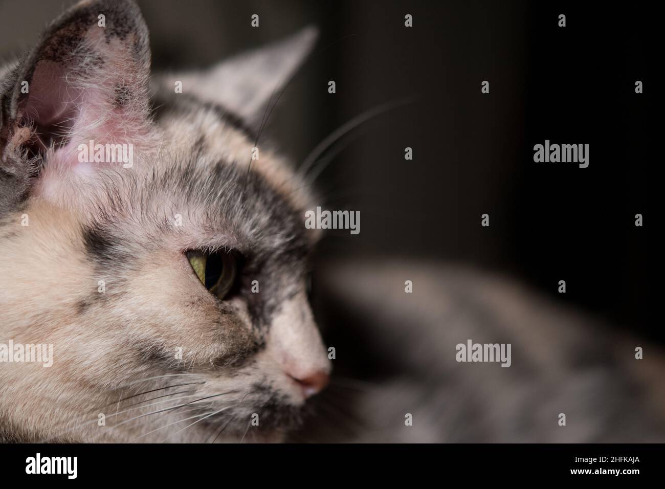 Reverse tortoise shell cat looking over home Stock Photo - Alamy