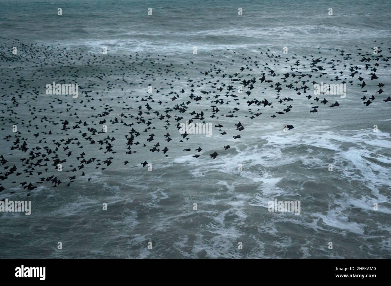 A Murmuration Over The Sea Off The Beach At Brighton, East Sussex, UK ...