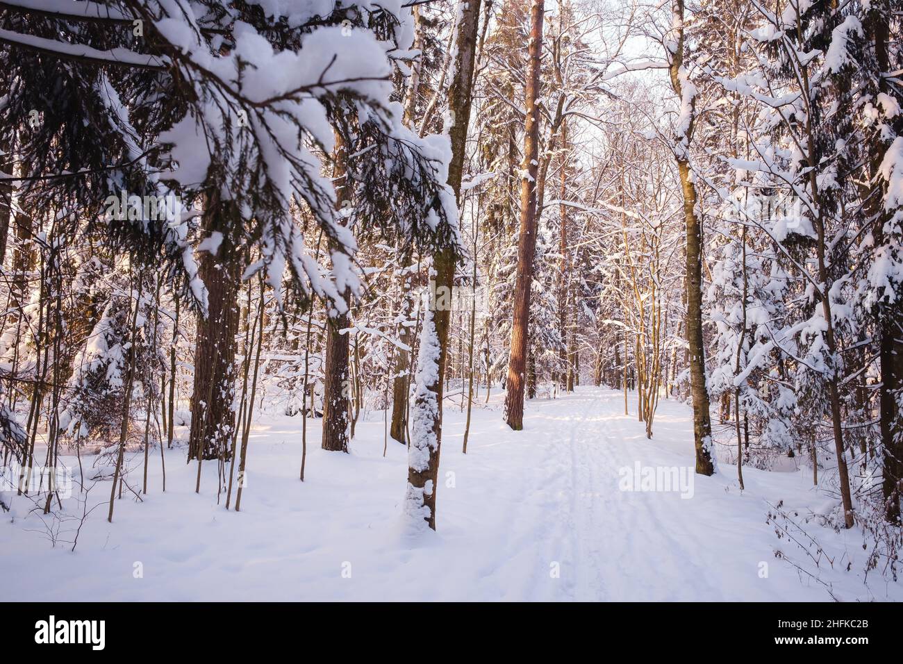 Winter in spruce forest, spruces covered with white fluffy snow. ski ...