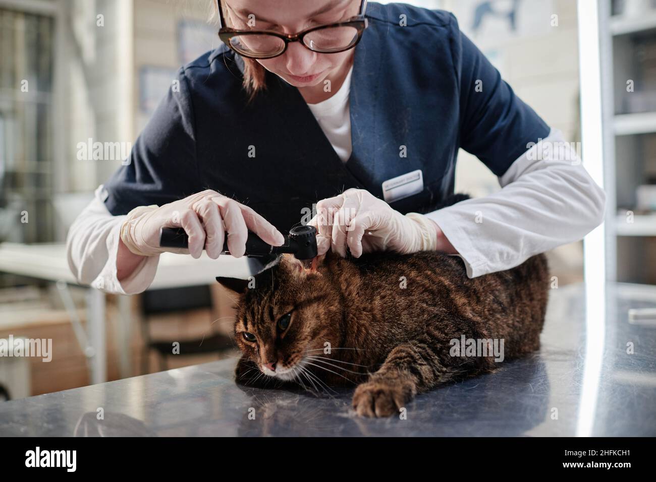 Young vet in uniform examining the ear of cat with magnifier during ...