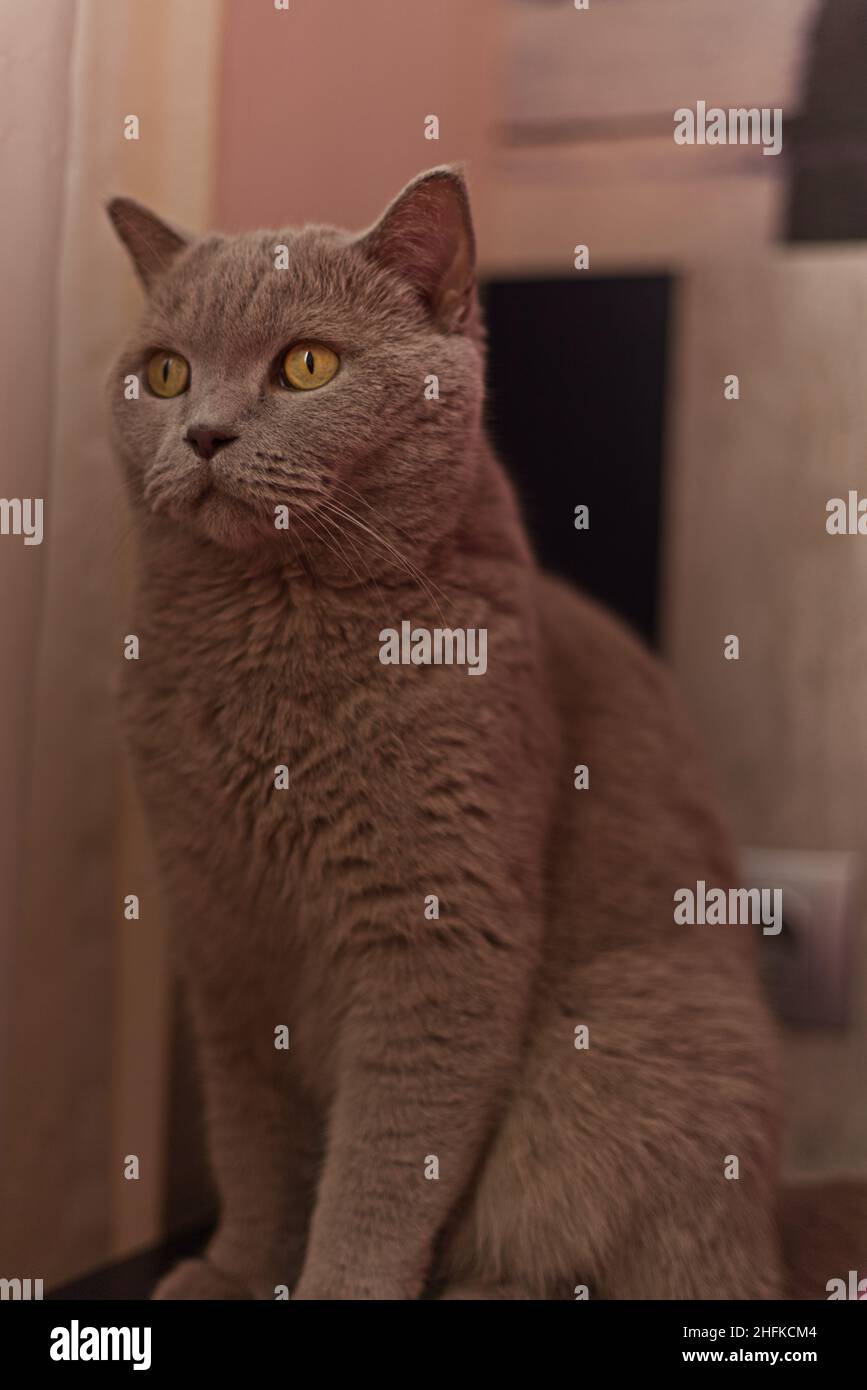 Random cat hi-res stock photography and images - Alamy