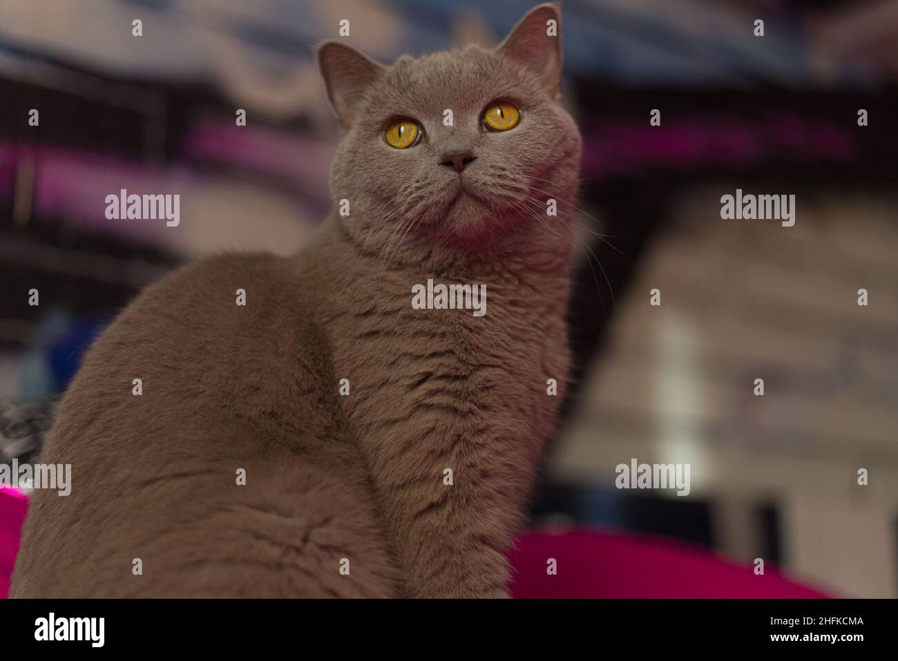 Random cat hi-res stock photography and images - Alamy