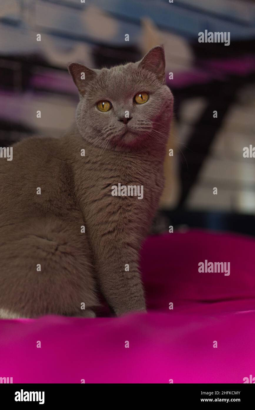 Random cat hi-res stock photography and images - Alamy