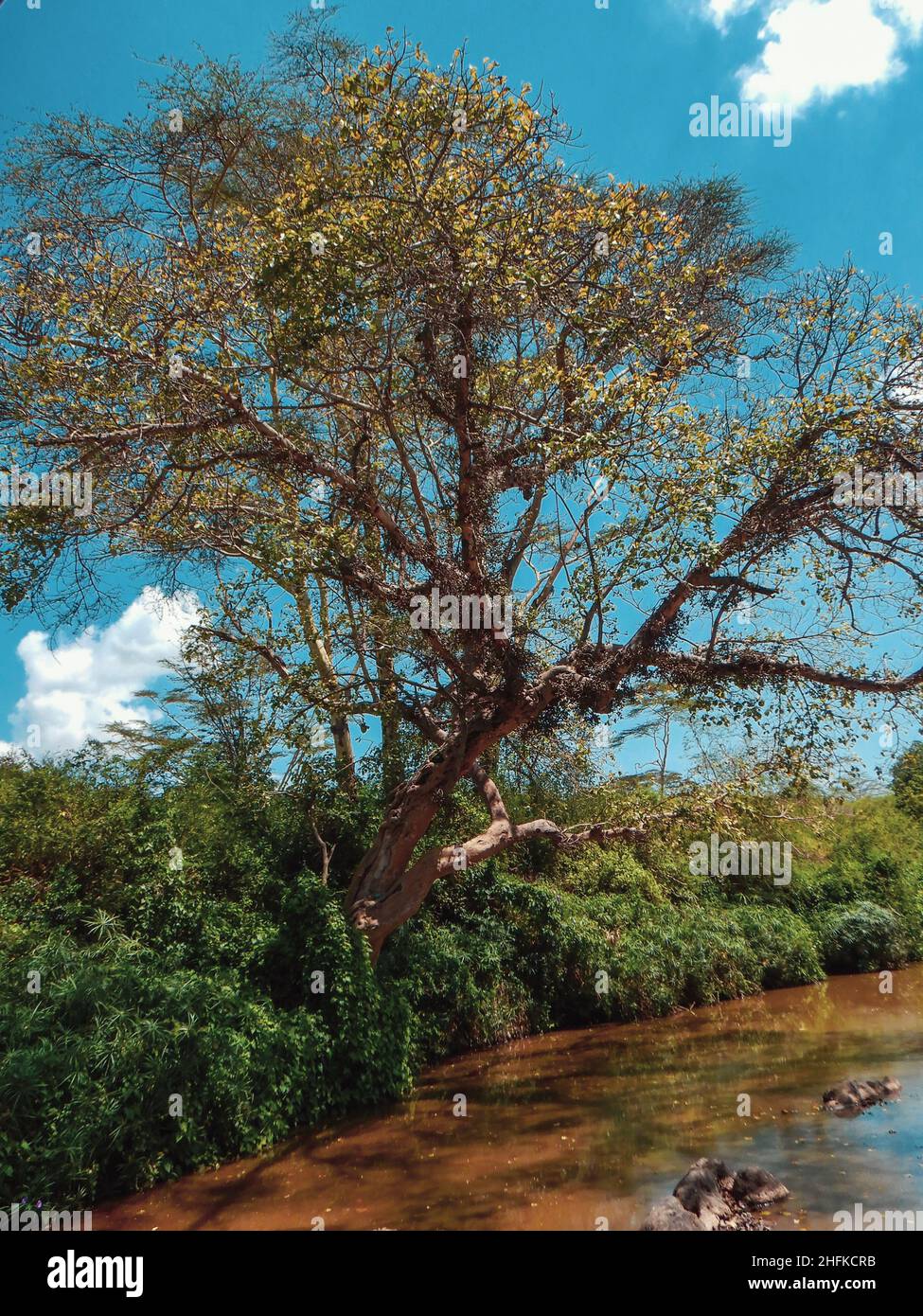 Athi tree hi-res stock photography and images - Alamy