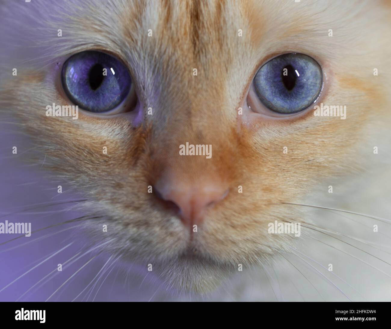 Red point siamese hi-res stock photography and images - Alamy