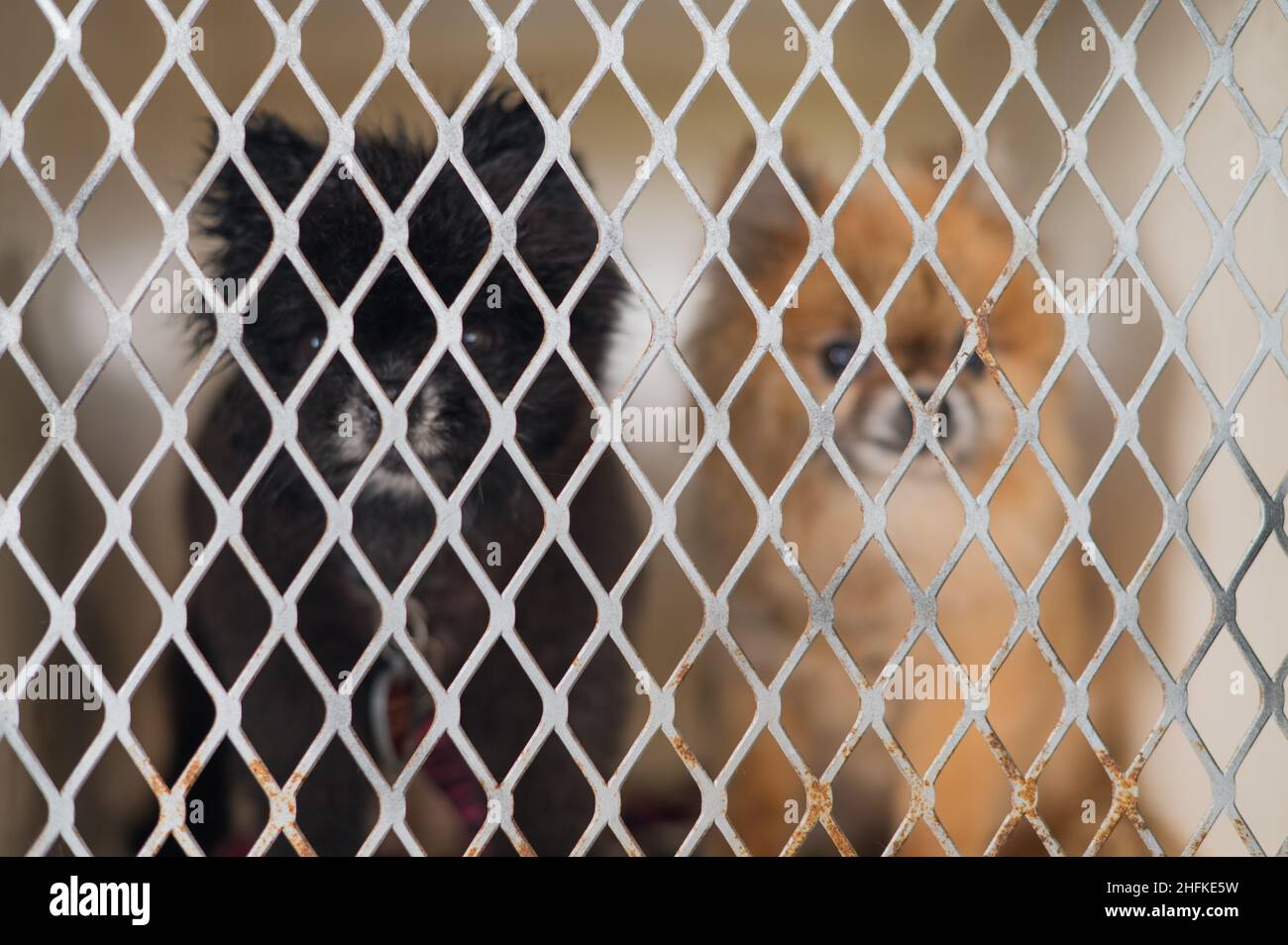 Pomeranian dog seen inside a cage Stock Photo - Alamy