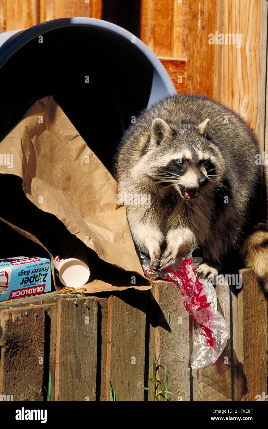 Raccoon raiding garbage Stock Photo - Alamy