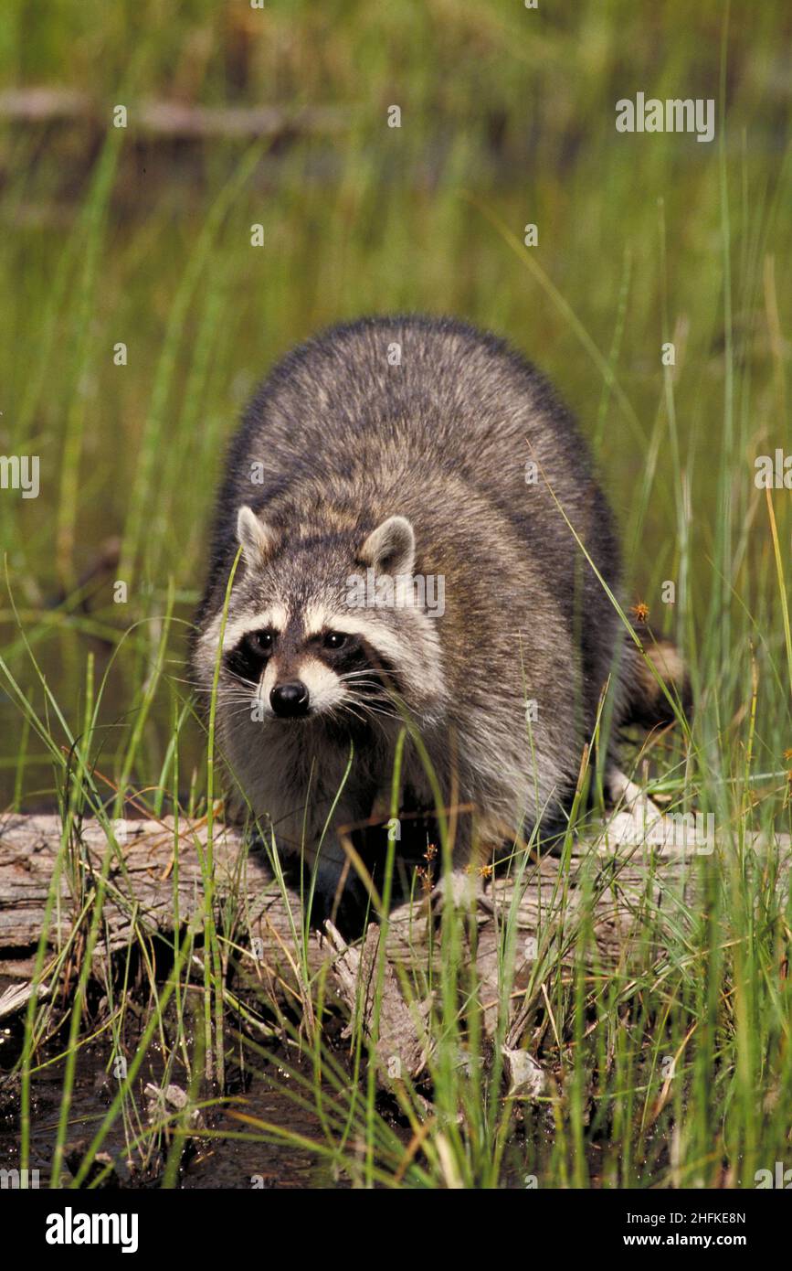 Masked bandit raccoon hi-res stock photography and images - Alamy