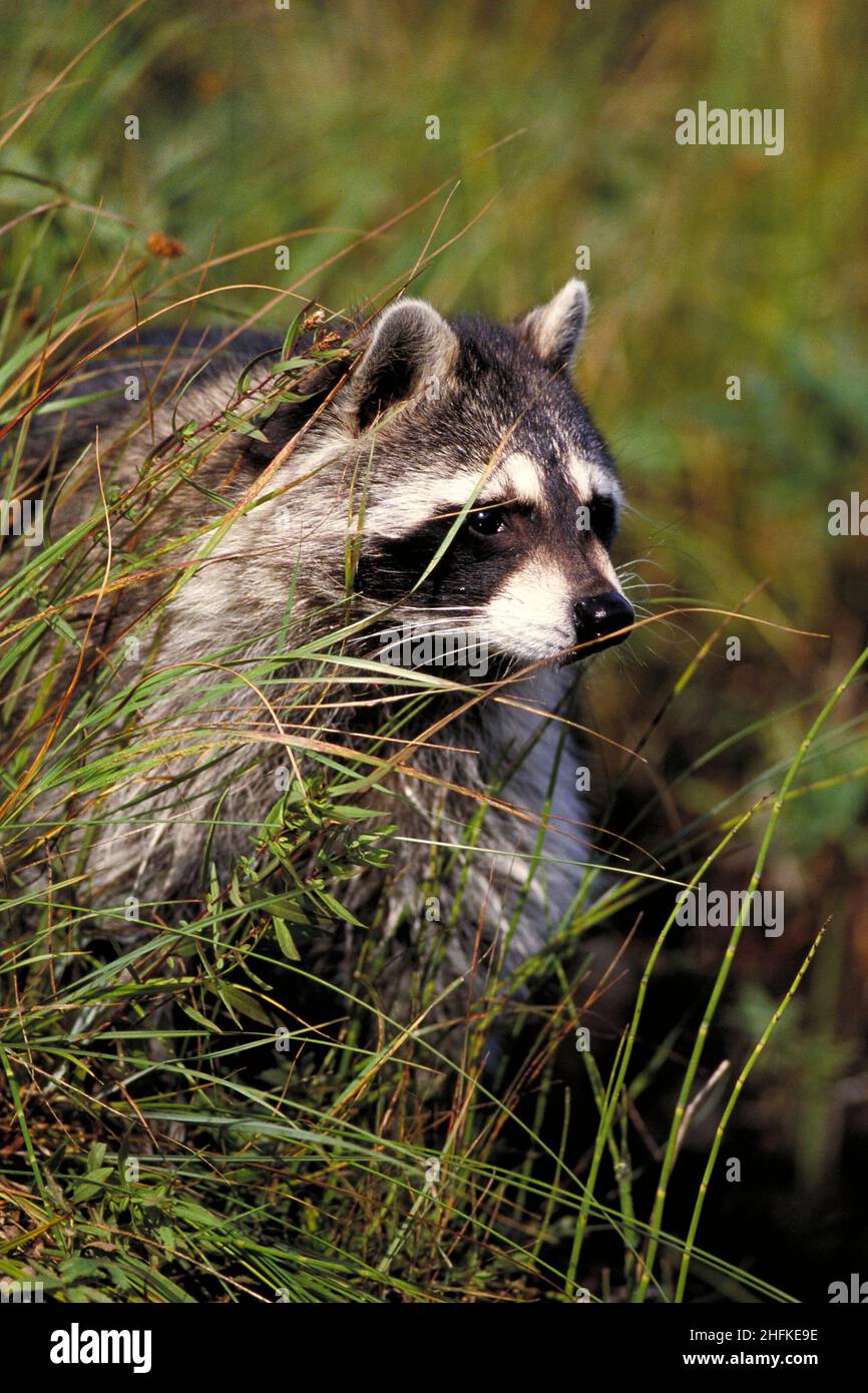 Bandit masked raccoons hi-res stock photography and images - Alamy